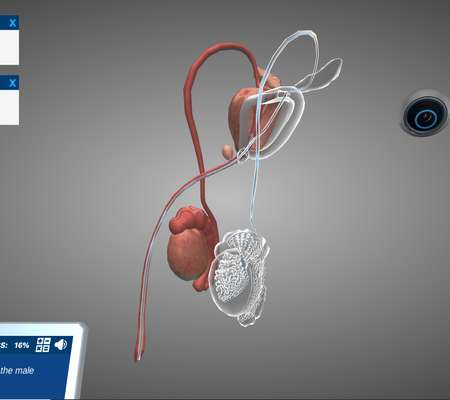 Cell Structure: Cell theory and internal organelles | Labster Virtual Labs